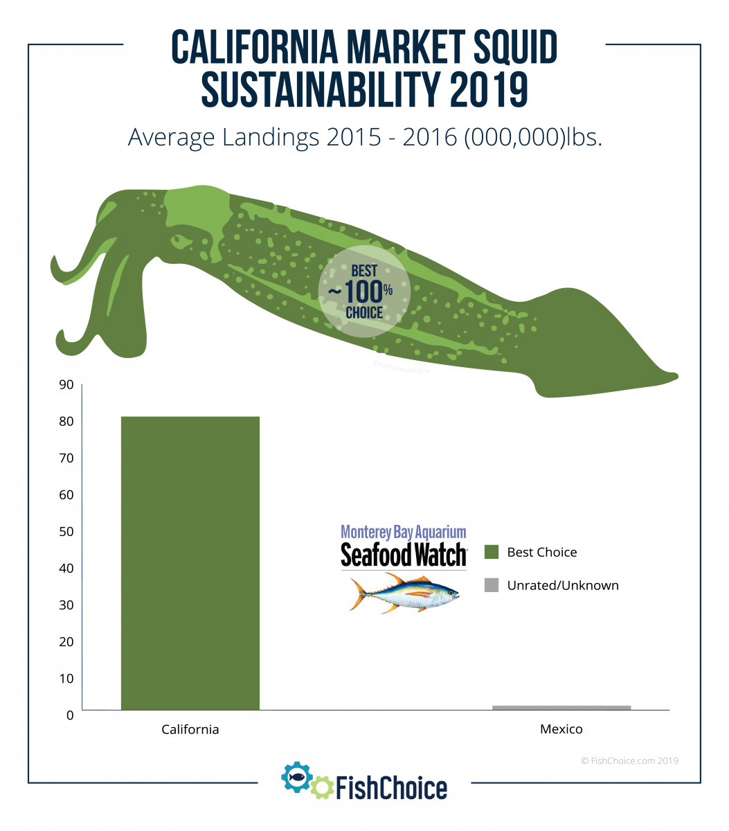 California Market Squid | FishChoice